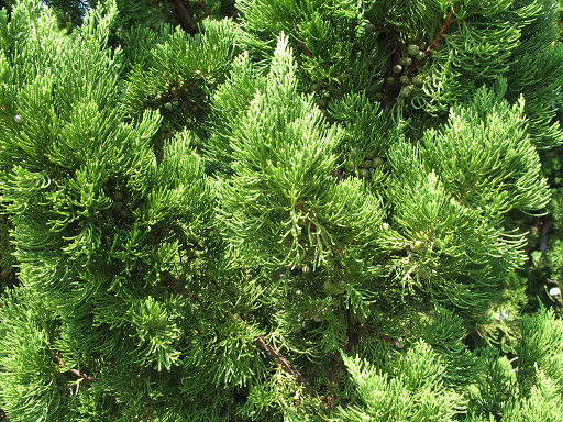 Juniperus chinensis ‘Kaizuka’ – Cedar Lodge Nurseries