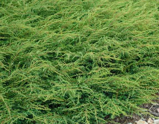 Juniperus communis ‘Repanda’ – Cedar Lodge Nurseries