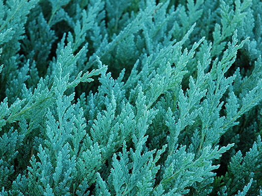 Juniperus horizontalis ‘Blue Chip’ – Cedar Lodge Nurseries